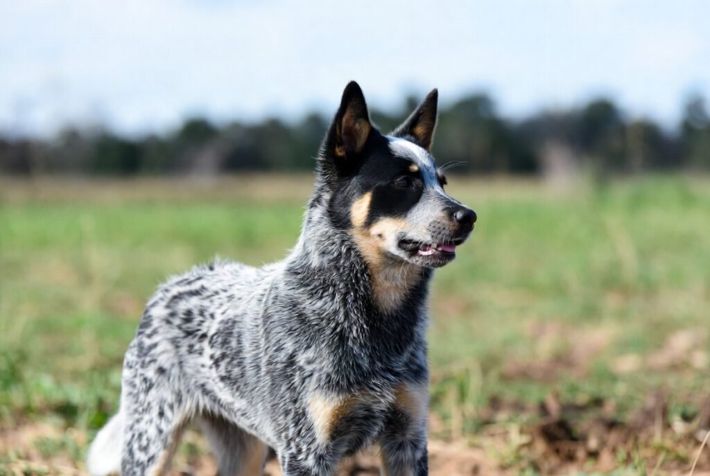 Strong, Happy, and Hardy: The 15 Healthiest Dog Breeds – JAYPREHISTORICPETS