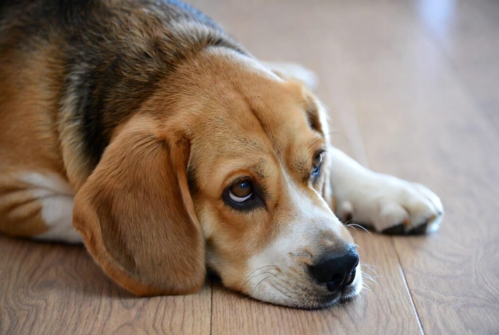 Calm, Clean, and Easy: 9 Low-Maintenance Dog Breeds Backed by Vets ...