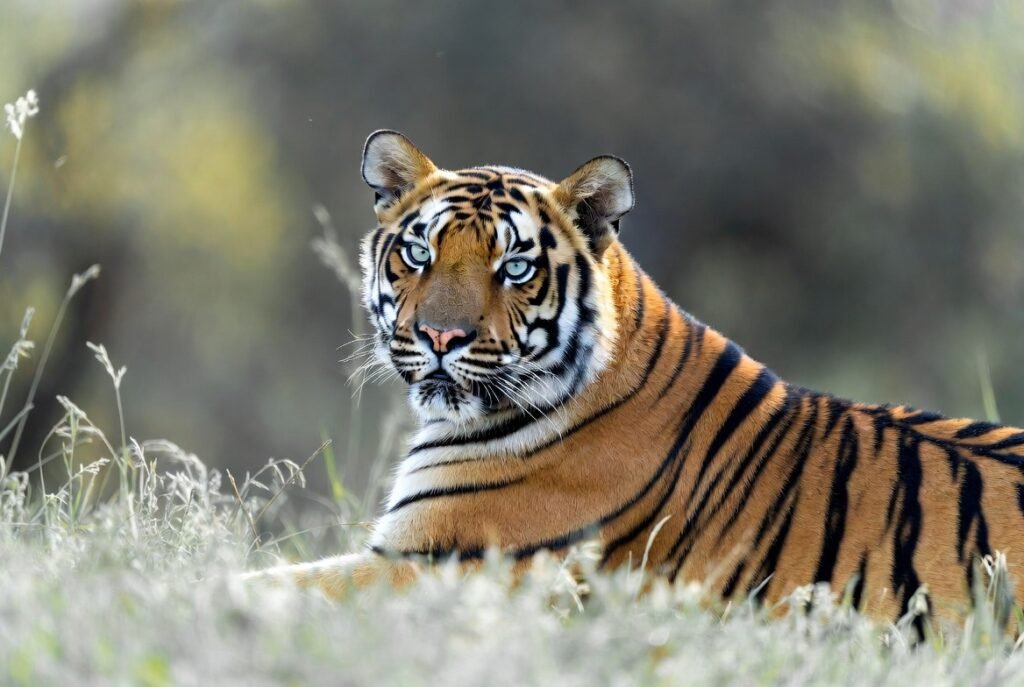 You Won’t Believe These Animals Have Natural Blue Eyes – JAYPREHISTORICPETS