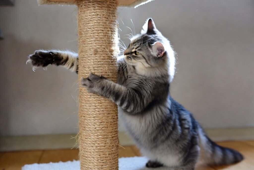 Life With a Cat: Things Only Cat Owners Truly Know – JAYPREHISTORICPETS